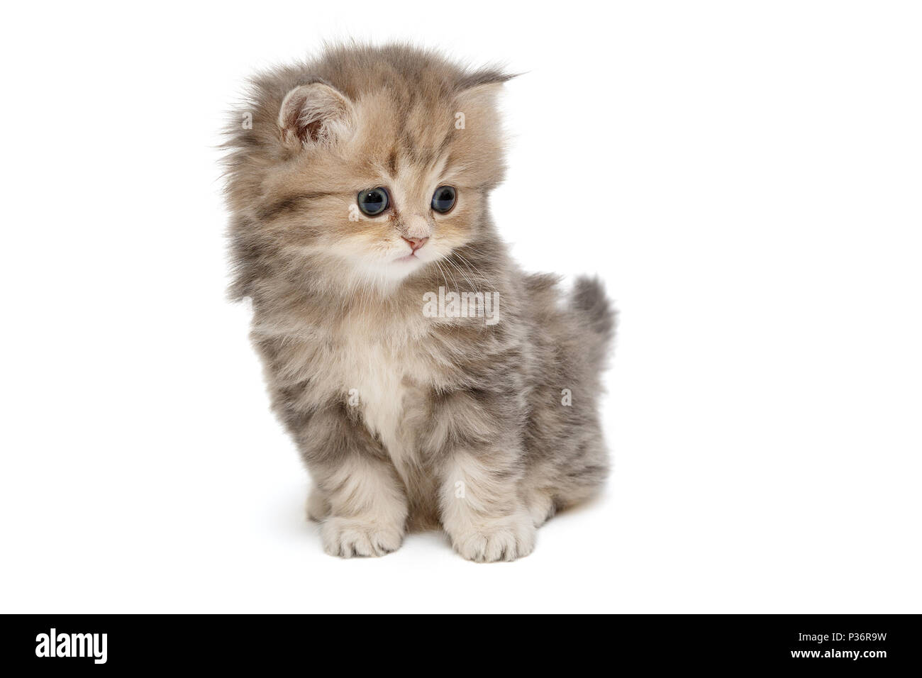Small, funny kitten of British marble breed, isolated on white ...