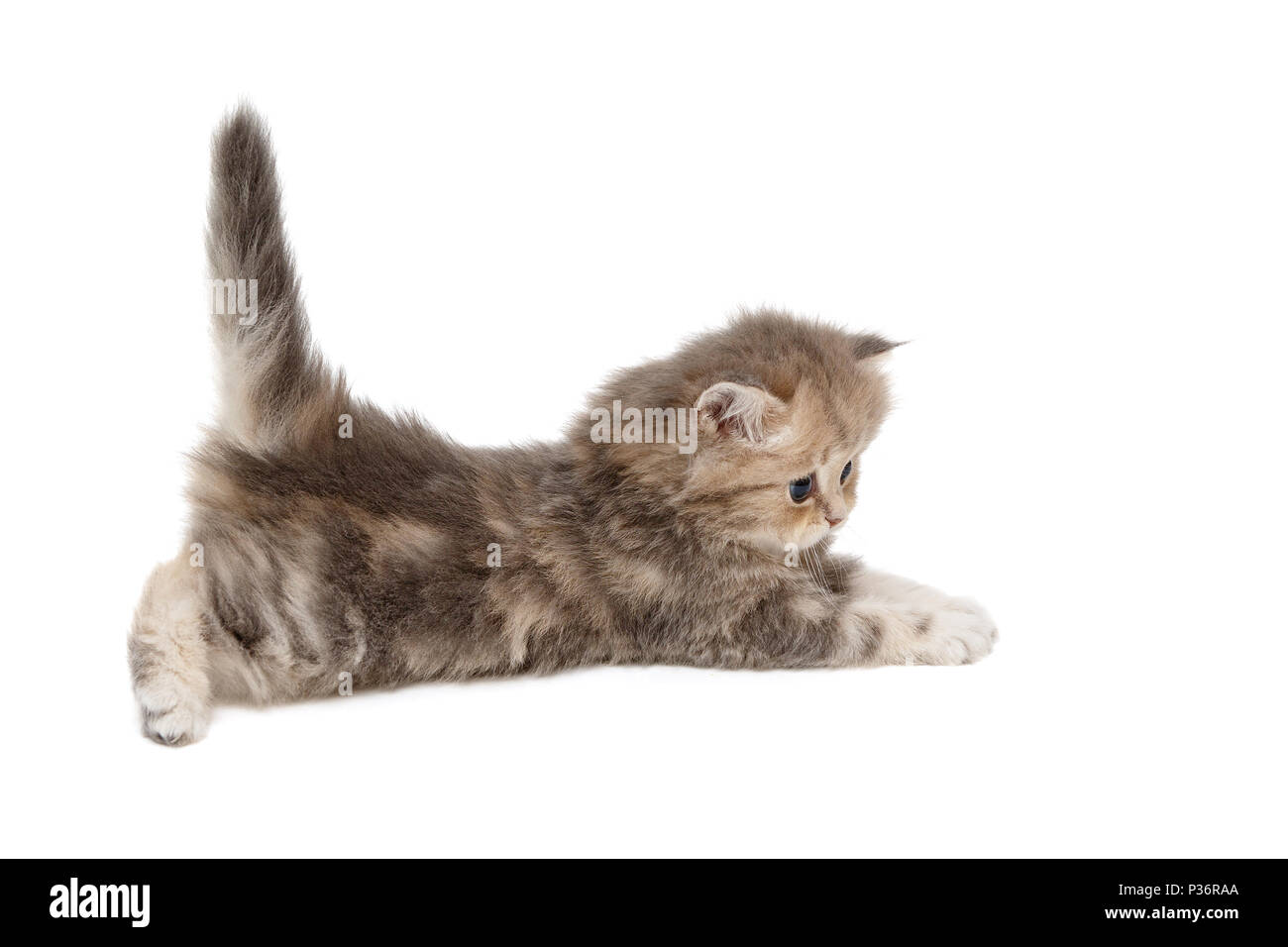 Small, funny kitten of British marble breed, isolated on white ...