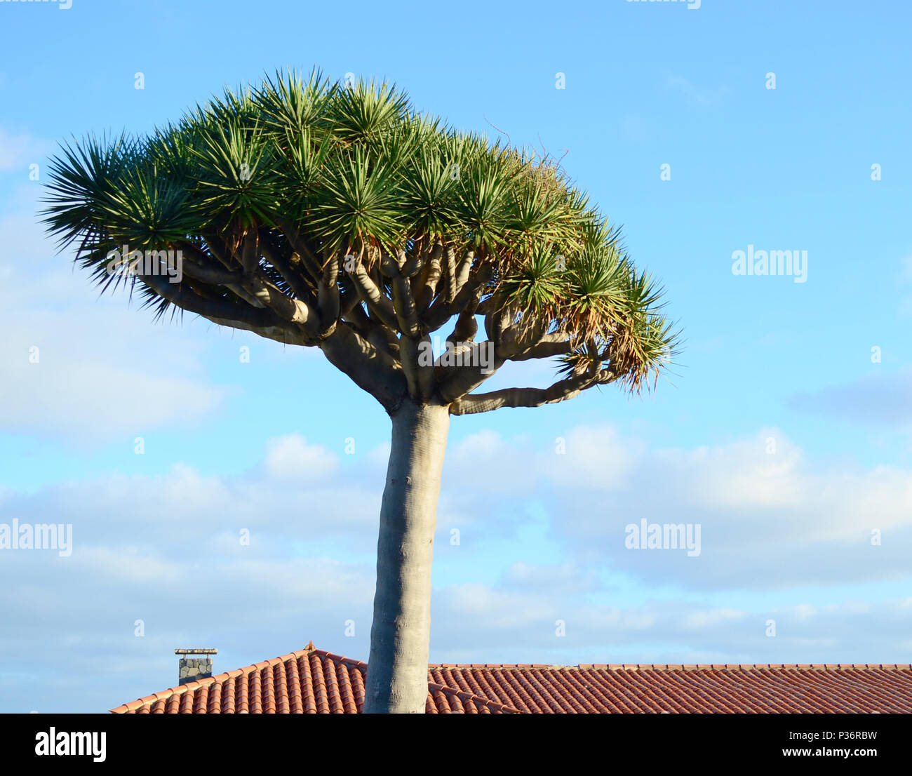 Drago Tree High Resolution Stock Photography and Images - Alamy