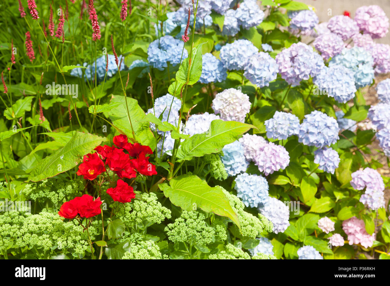 North germany flowers hi-res stock photography and images - Alamy