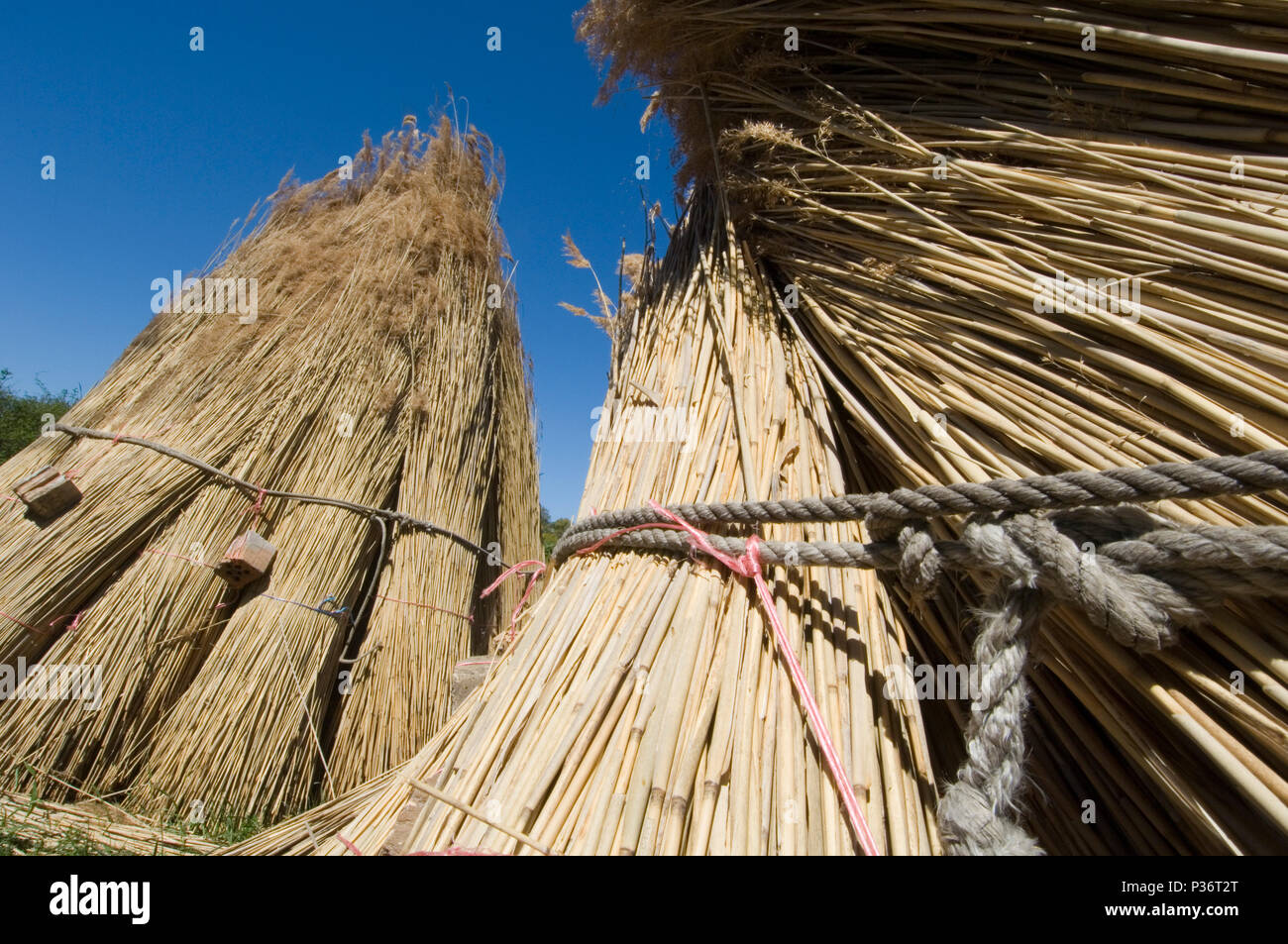 Reed cut hi-res stock photography and images - Alamy