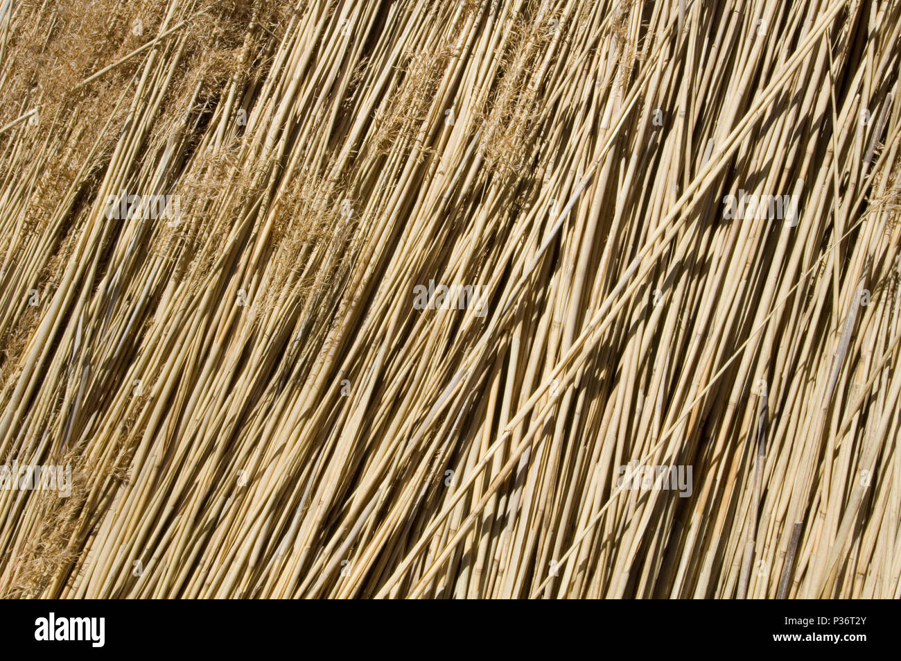 Reed cut hi-res stock photography and images - Alamy