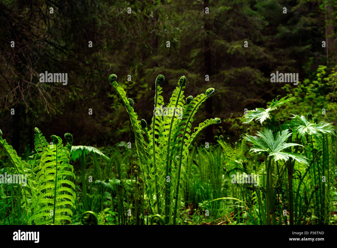 bundles of young spiral-folded fern leaves on a blurred background of ...