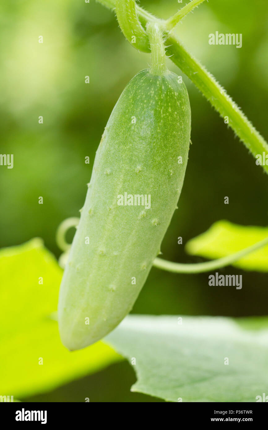 Cucumber growing on a vine Stock Photo - Alamy