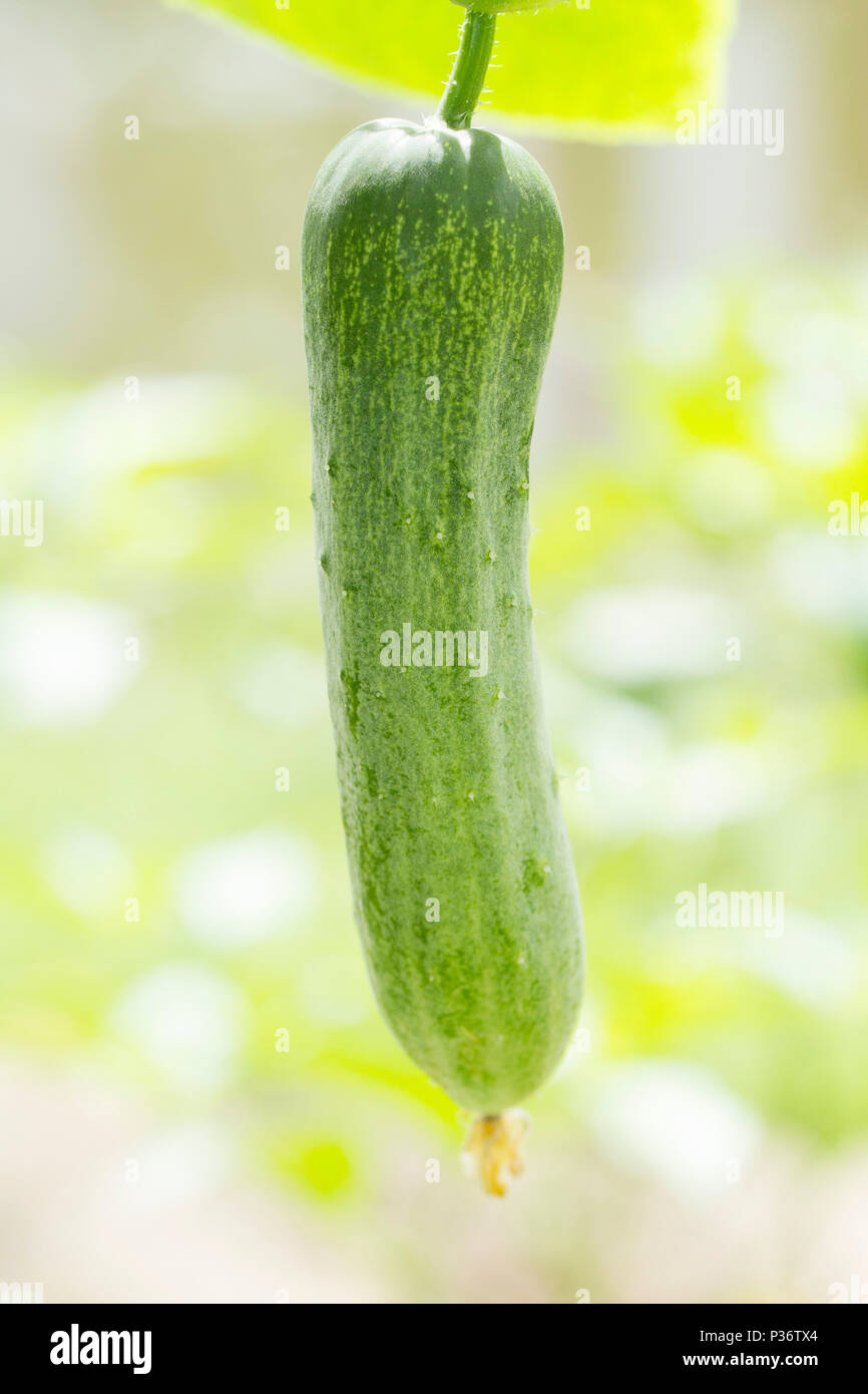Cucumber growing on a vine Stock Photo - Alamy