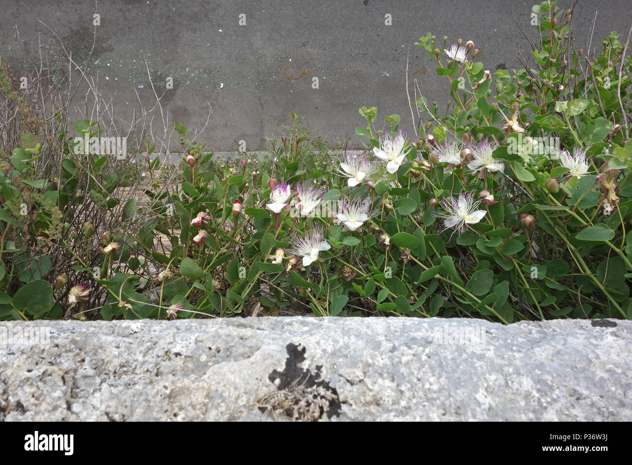 Capparis spinosa, the caper bush, aka Flinders rose, with pinkish-white ...