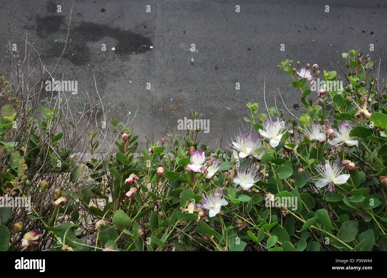 Capparis spinosa, the caper bush, aka Flinders rose, with pinkish-white ...