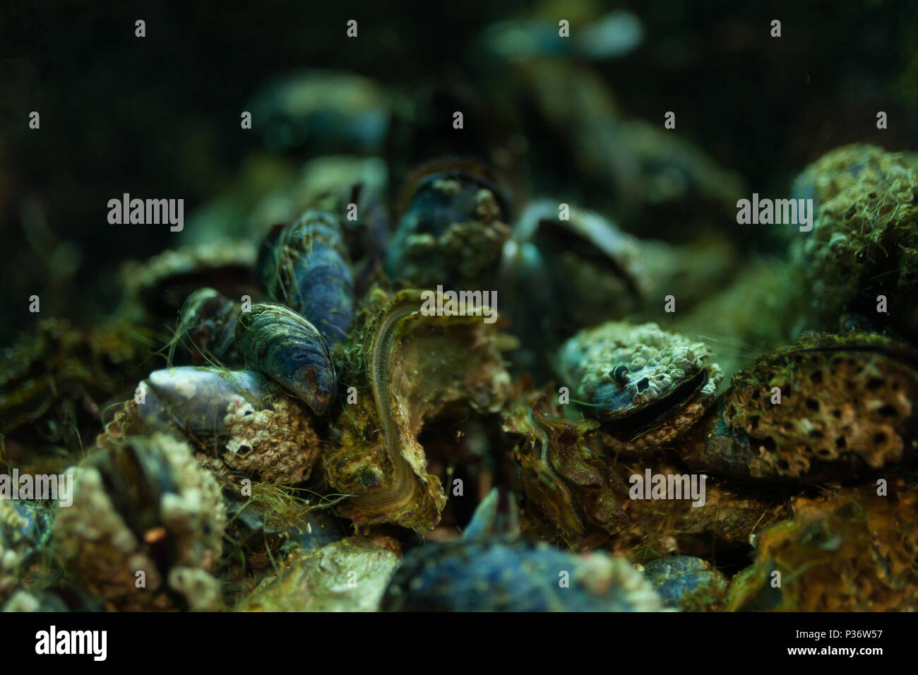 Close up mussel hi-res stock photography and images - Alamy