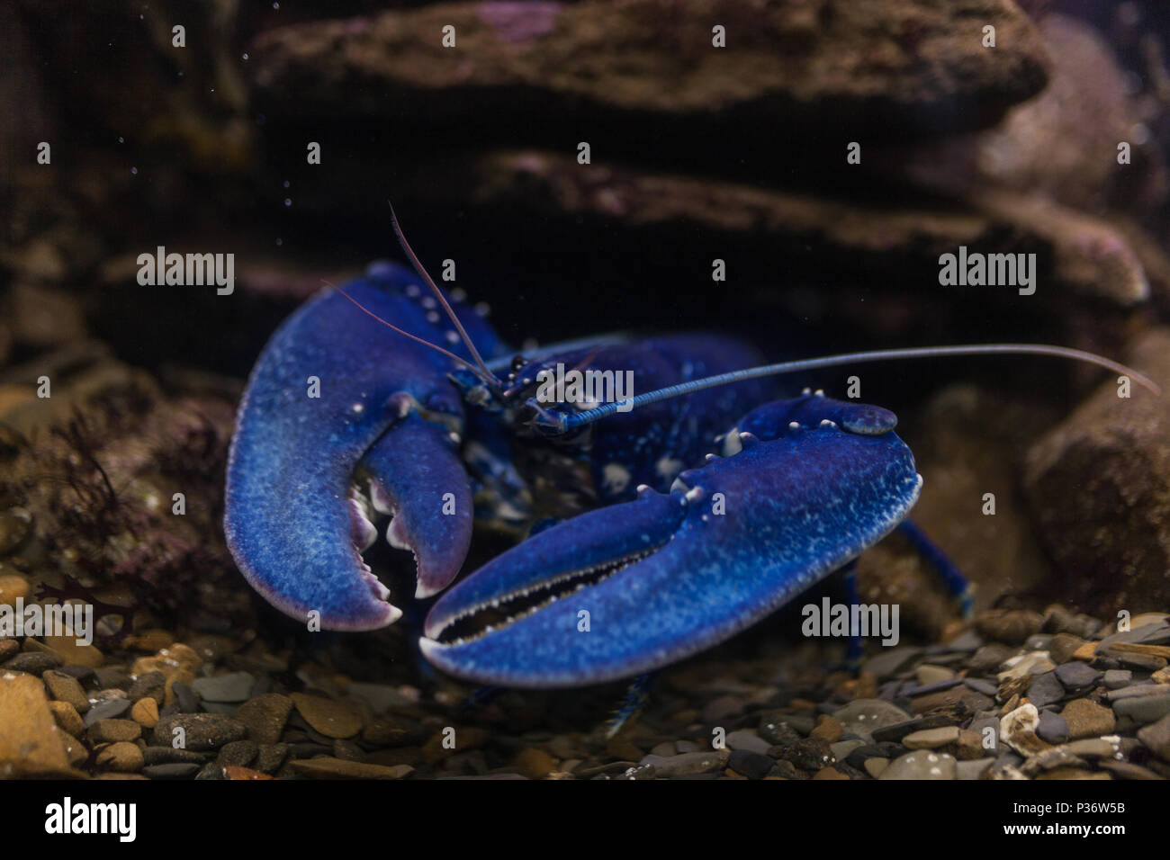 Blue crayfish in aquarium Exotic sealife background Stock Photo - Alamy