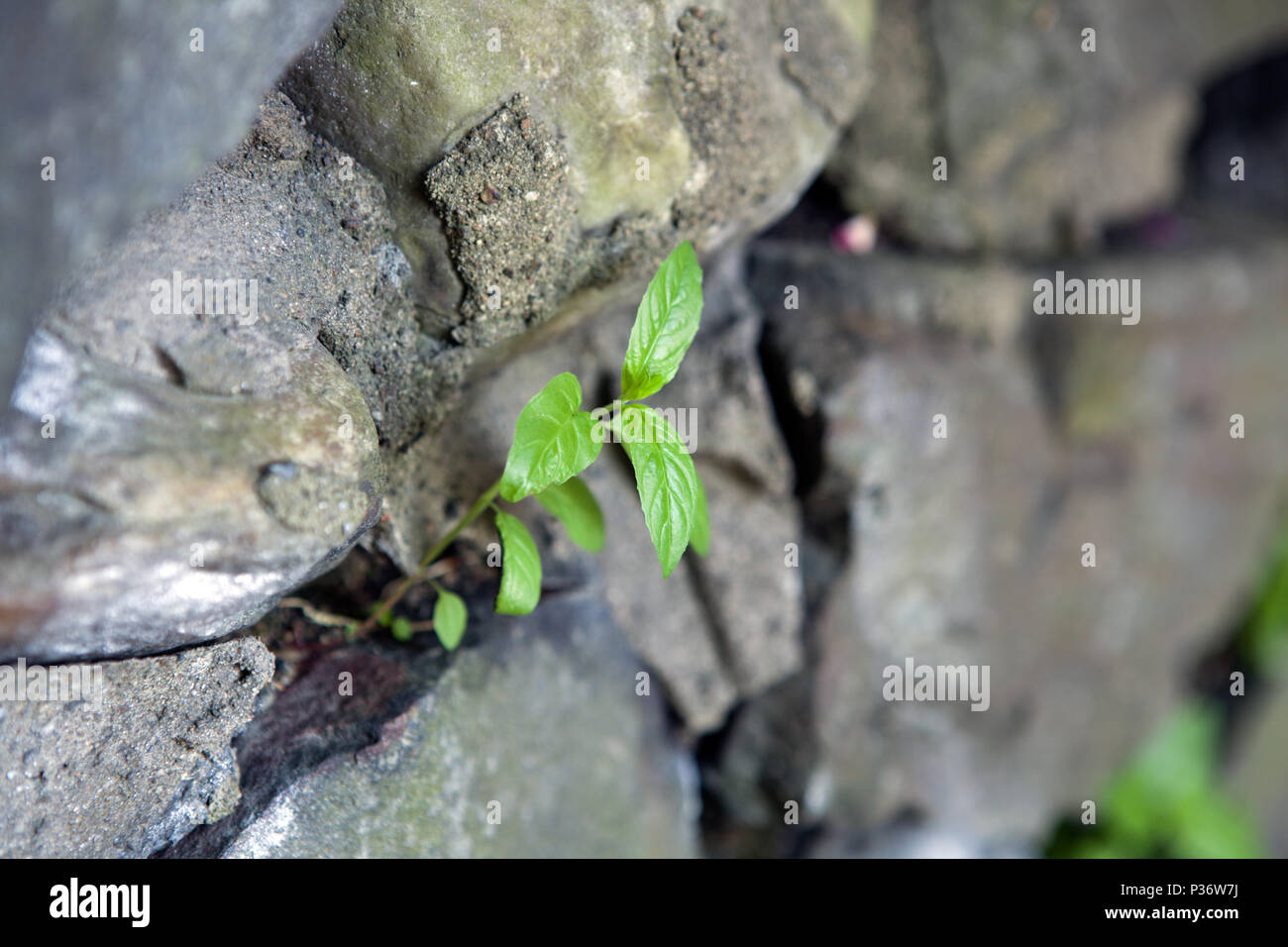 Sprout, break through the stone wall close up Stock Photo - Alamy