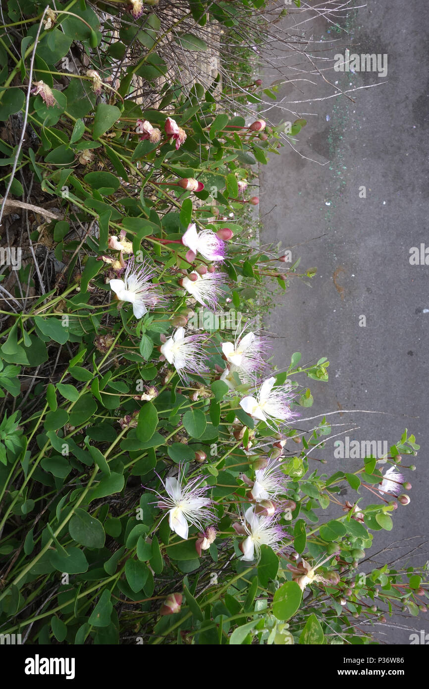 Flinders rose hi-res stock photography and images - Alamy