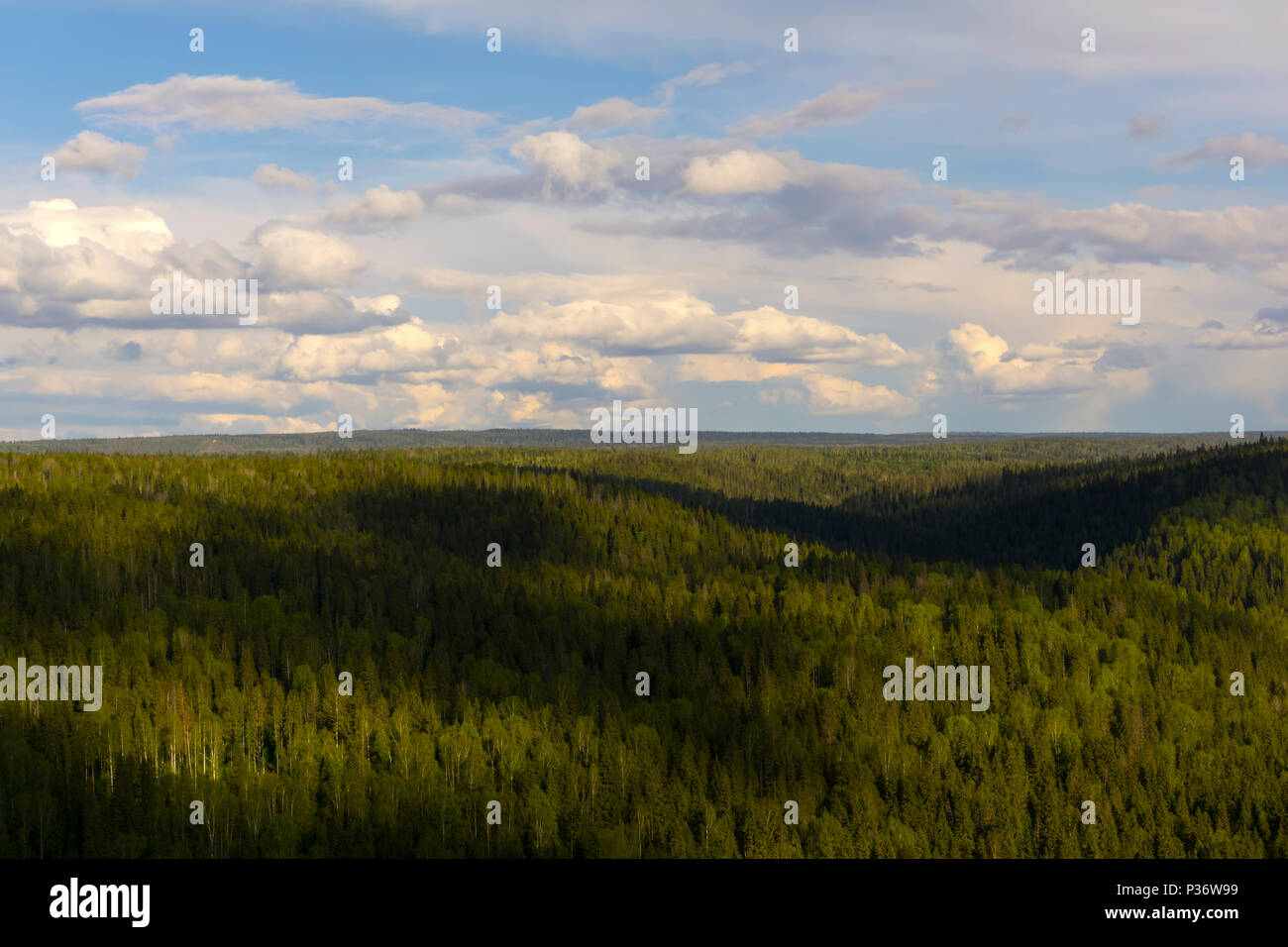 taiga in summer with a bird's eye view; completely covered with ...