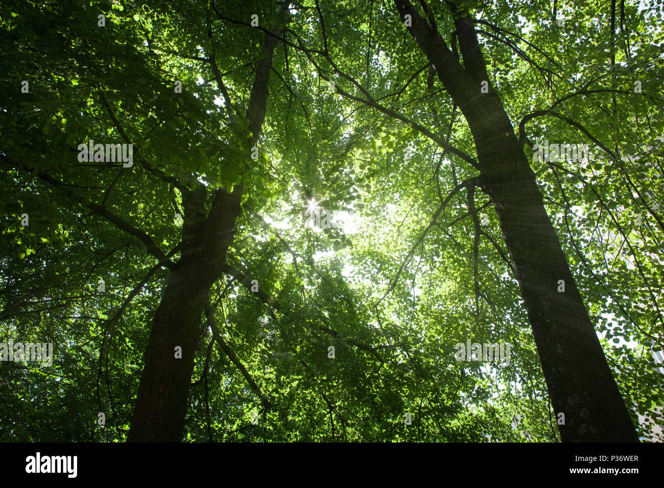 Sun rays through the forest trees with foliage Stock Photo - Alamy