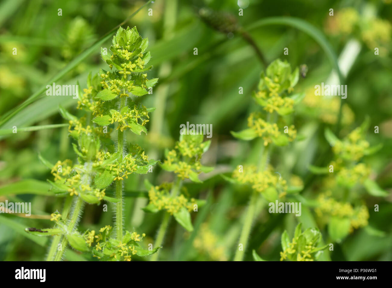 Gallium hi-res stock photography and images - Alamy