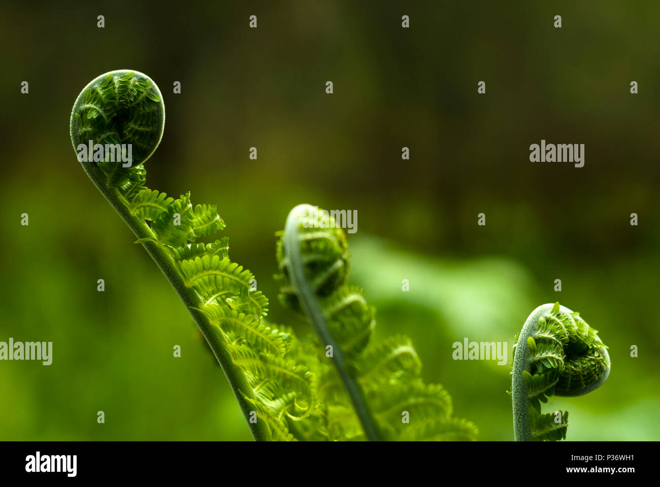 spiral coiled ends of spring fern sprouts close-up on blurred green ...