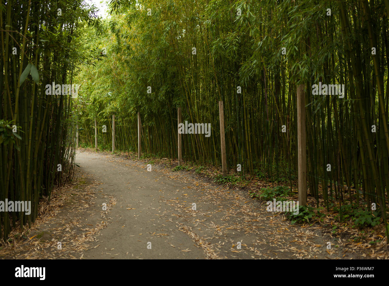 Beautiful Alley In Park. Garden Landscaping Design Concept Stock Photo ...