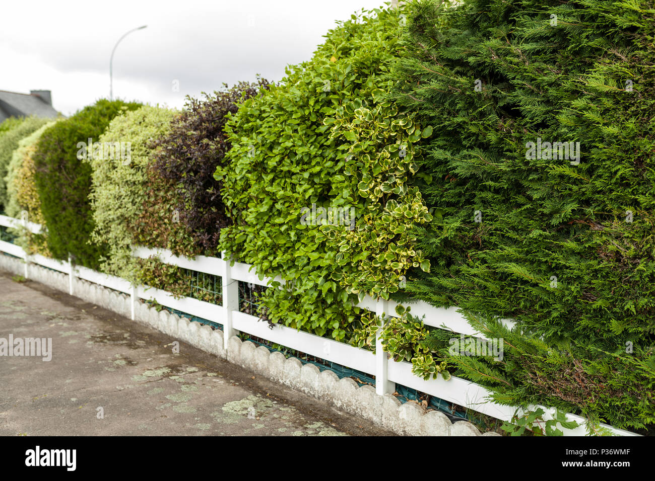 Beautiful Alley In Park. Garden Landscaping Design Concept Stock Photo ...