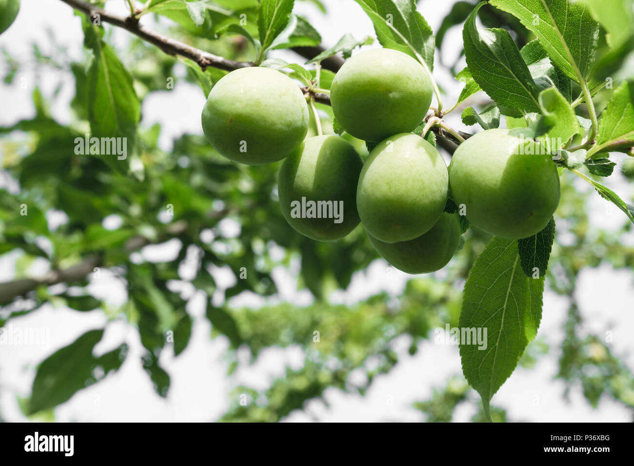 Young plums growing on tree hi-res stock photography and images - Alamy