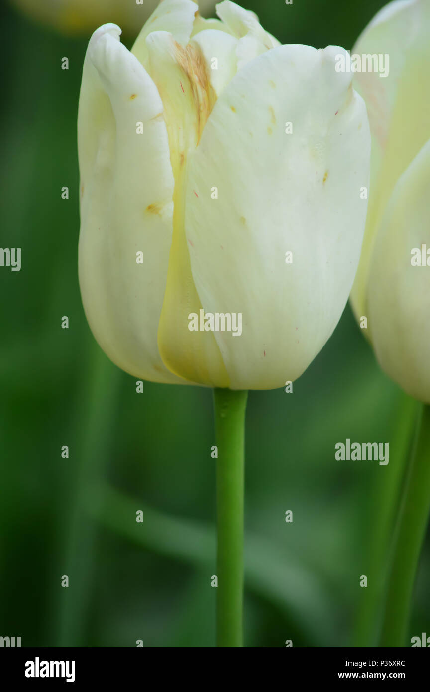 White Emperor Tulips at Windmill Island Tulip Garden Stock Photo - Alamy
