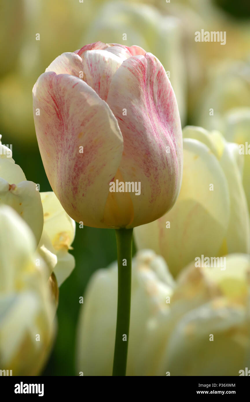 White Emperor Tulips at Windmill Island Tulip Garden Stock Photo - Alamy