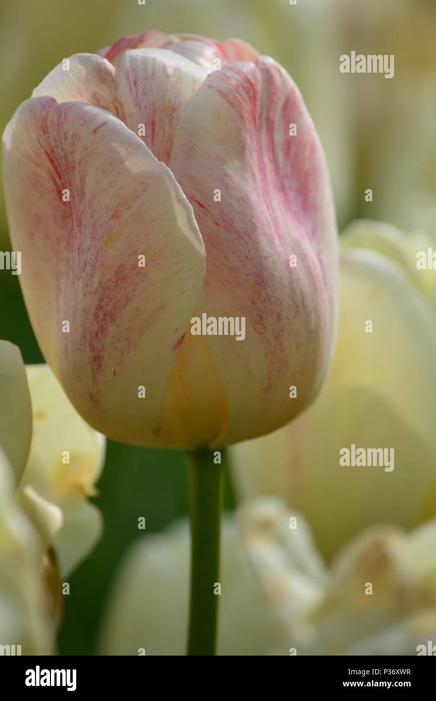 Tulip purple emperor hi-res stock photography and images - Alamy