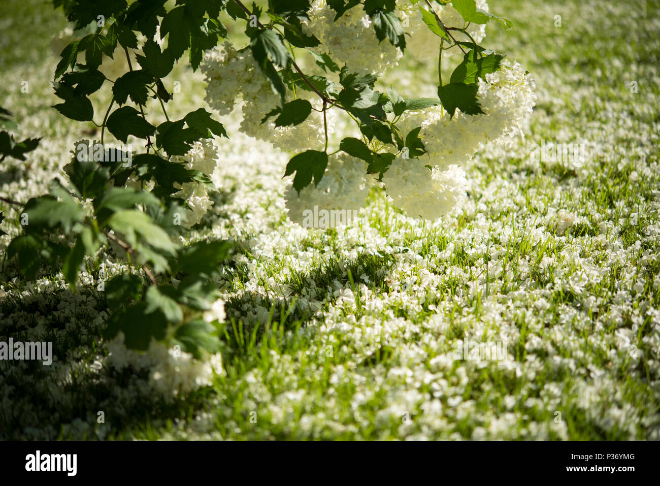 Viburnum opulus roseum hi-res stock photography and images - Alamy