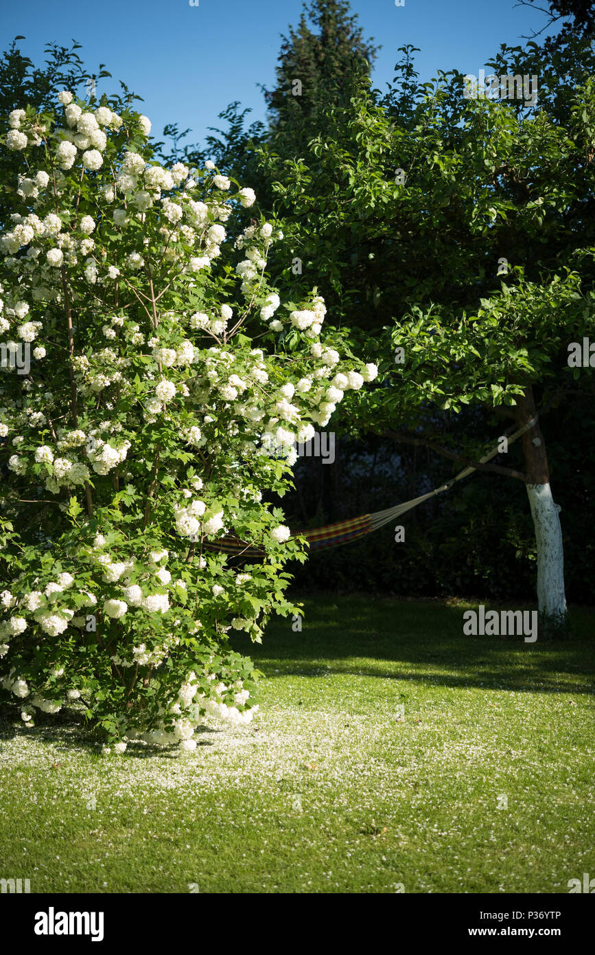 Viburnum opulus roseum hi-res stock photography and images - Alamy