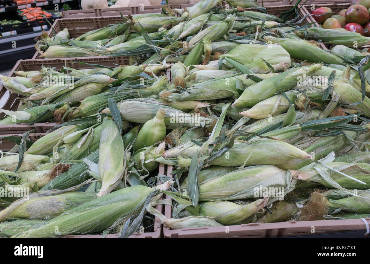 Corn on the cob loose in the supermarket Stock Photo - Alamy
