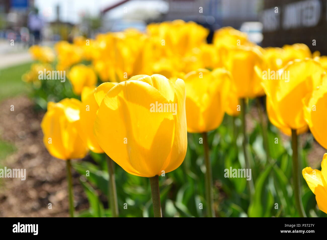 Wave field michigan hi-res stock photography and images - Alamy