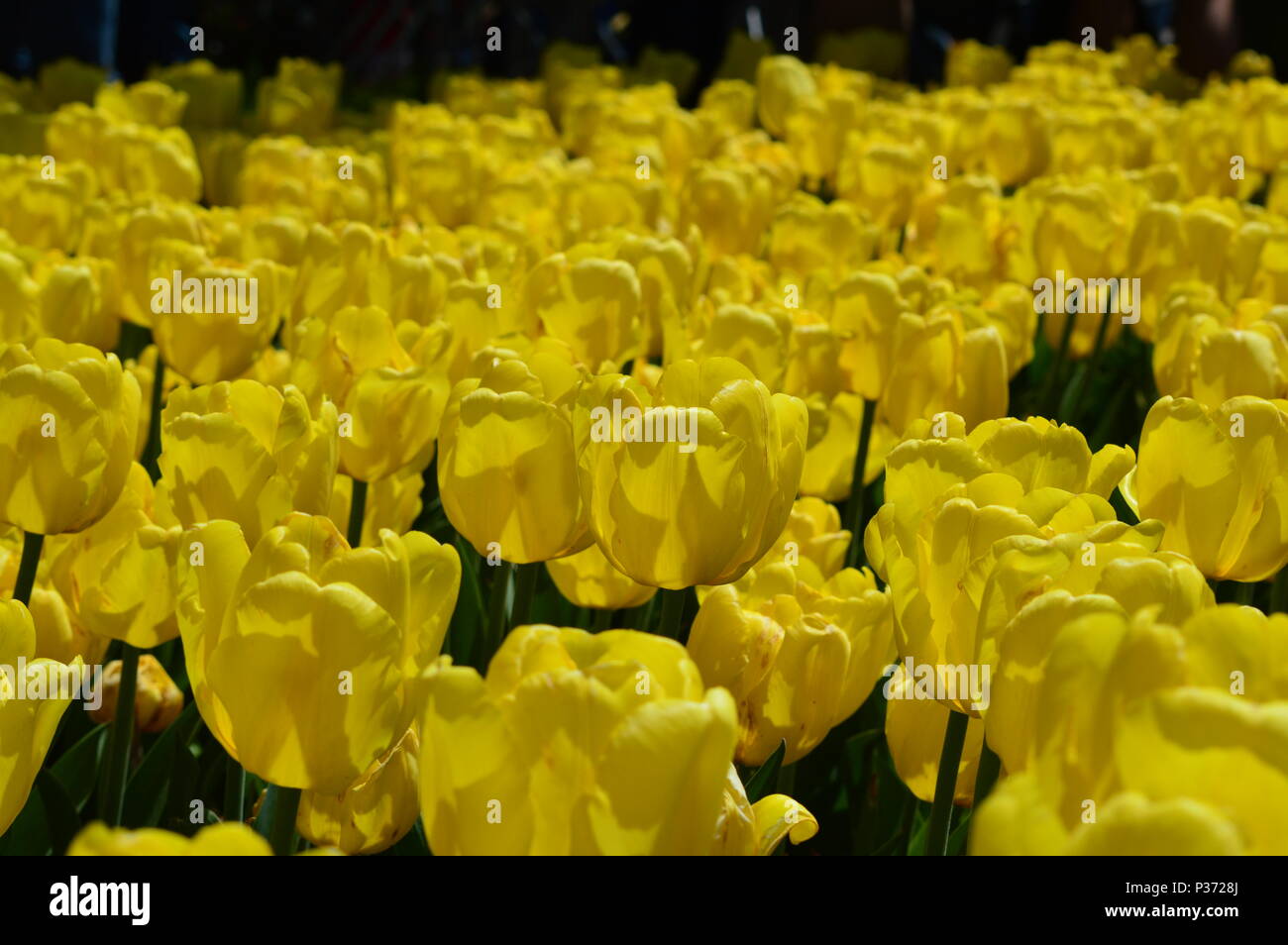 Wave field michigan hi-res stock photography and images - Alamy