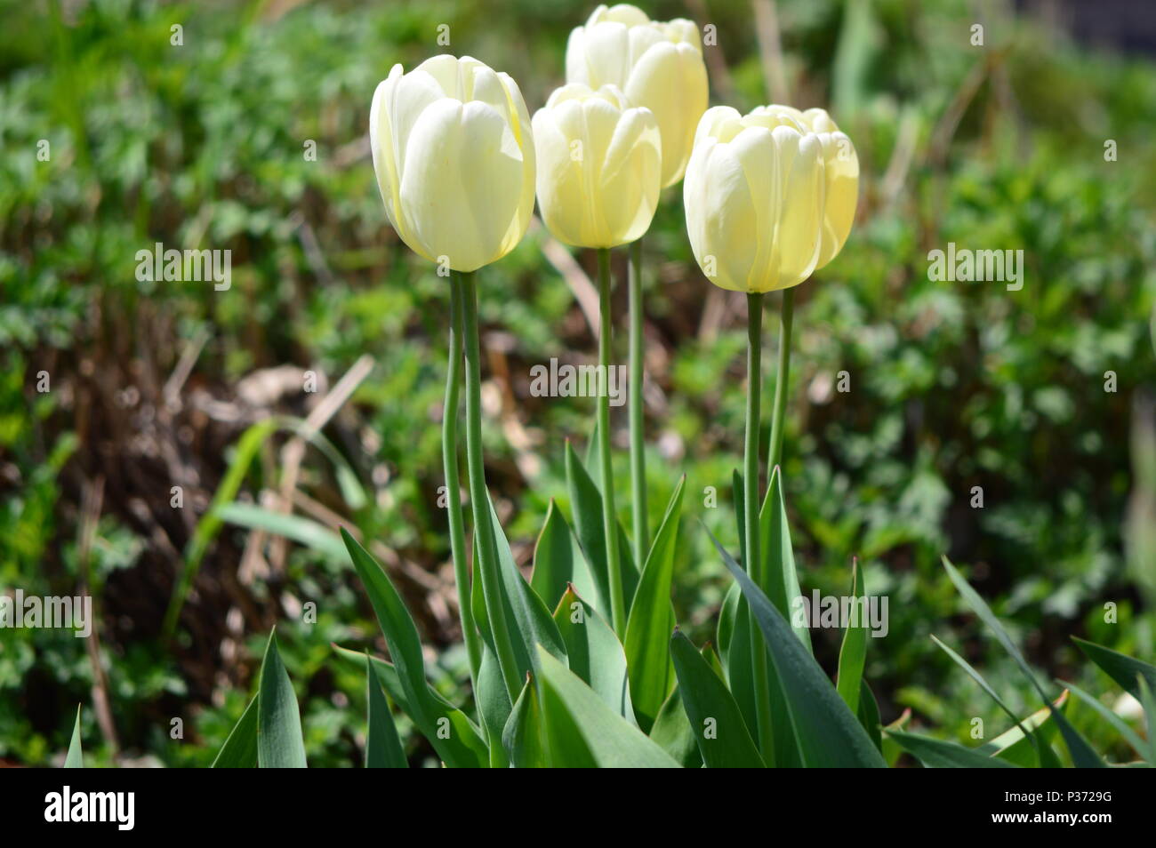 Yellow Tulips at Tulip Time Festival in Holland Michigan Stock Photo ...
