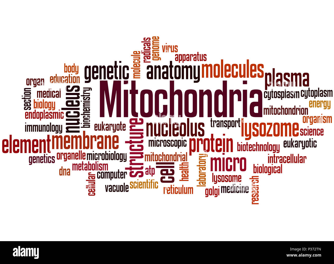 Mitochondria, word cloud concept on white background Stock Photo - Alamy