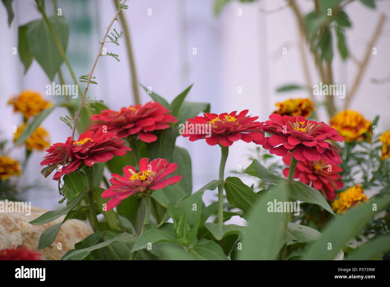 Two color roses hi-res stock photography and images - Alamy