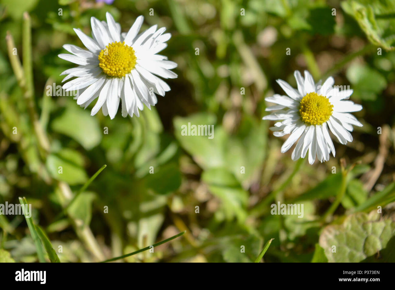 Daisy flora photography hi-res stock photography and images - Alamy