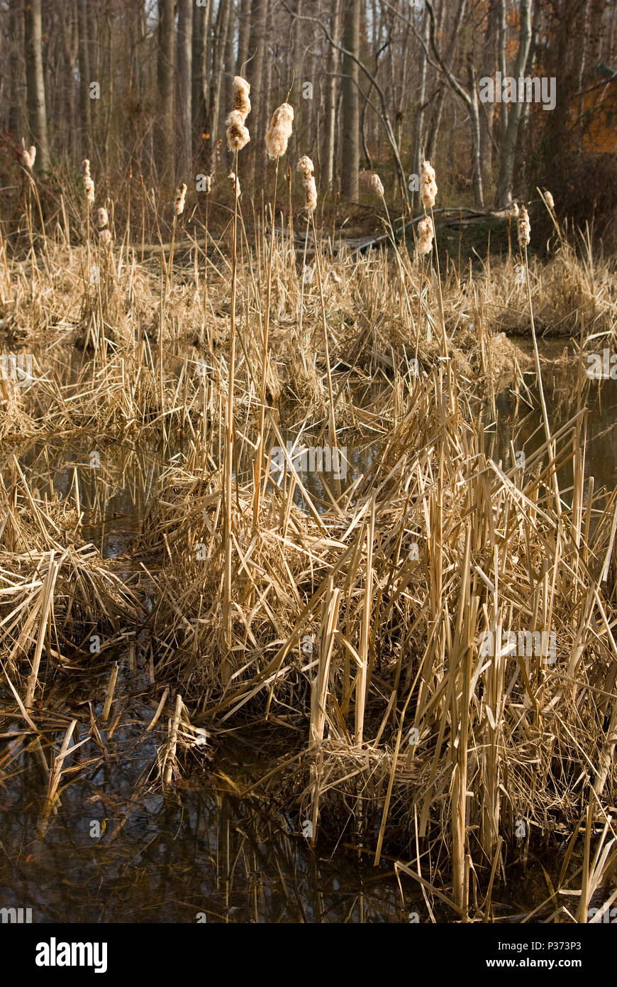 Cattails in bloom in a bog Stock Photo - Alamy