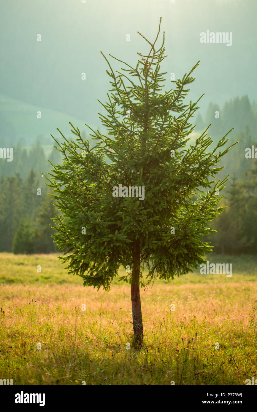 A lone pine tree against the background of the forest and mountains ...
