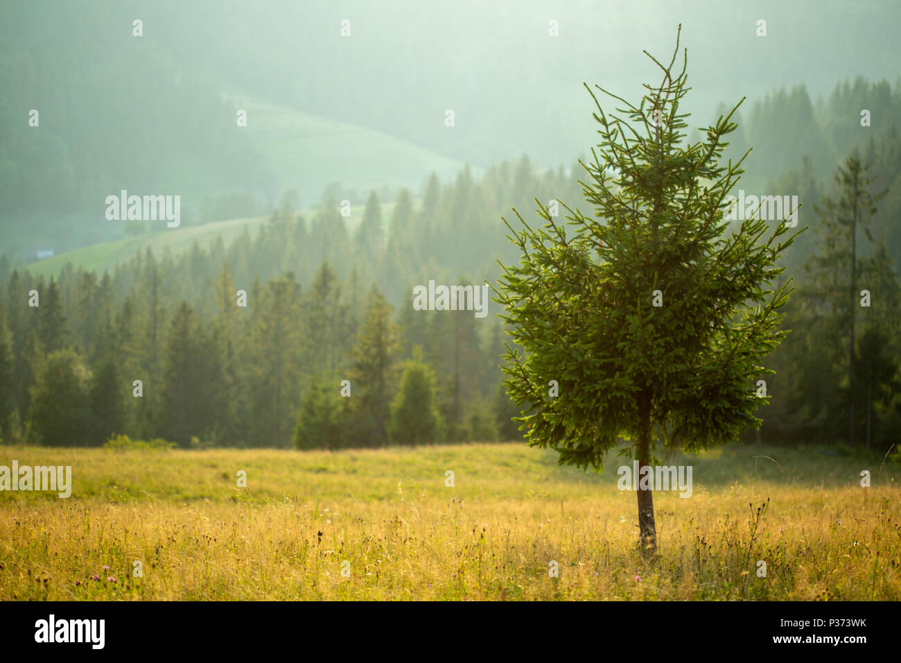 A lone pine tree against the background of the forest and mountains ...