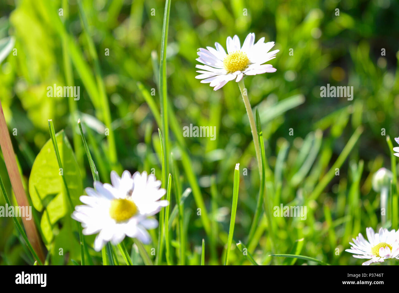 Botanic daisy hi-res stock photography and images - Alamy