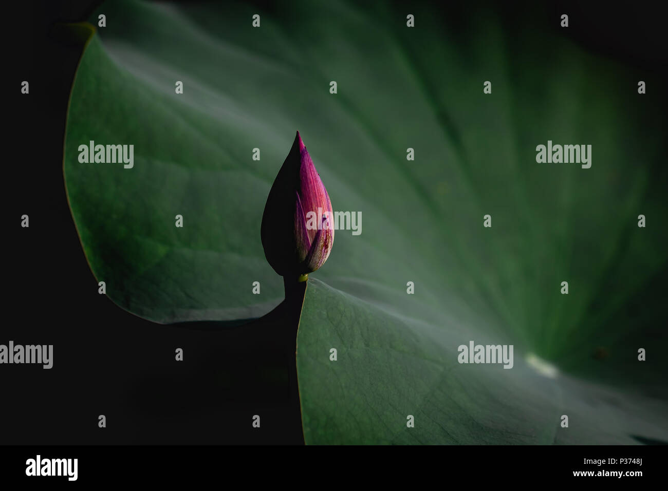 Lotus Flower in Bloom, Zen Garden Stock Photo - Alamy