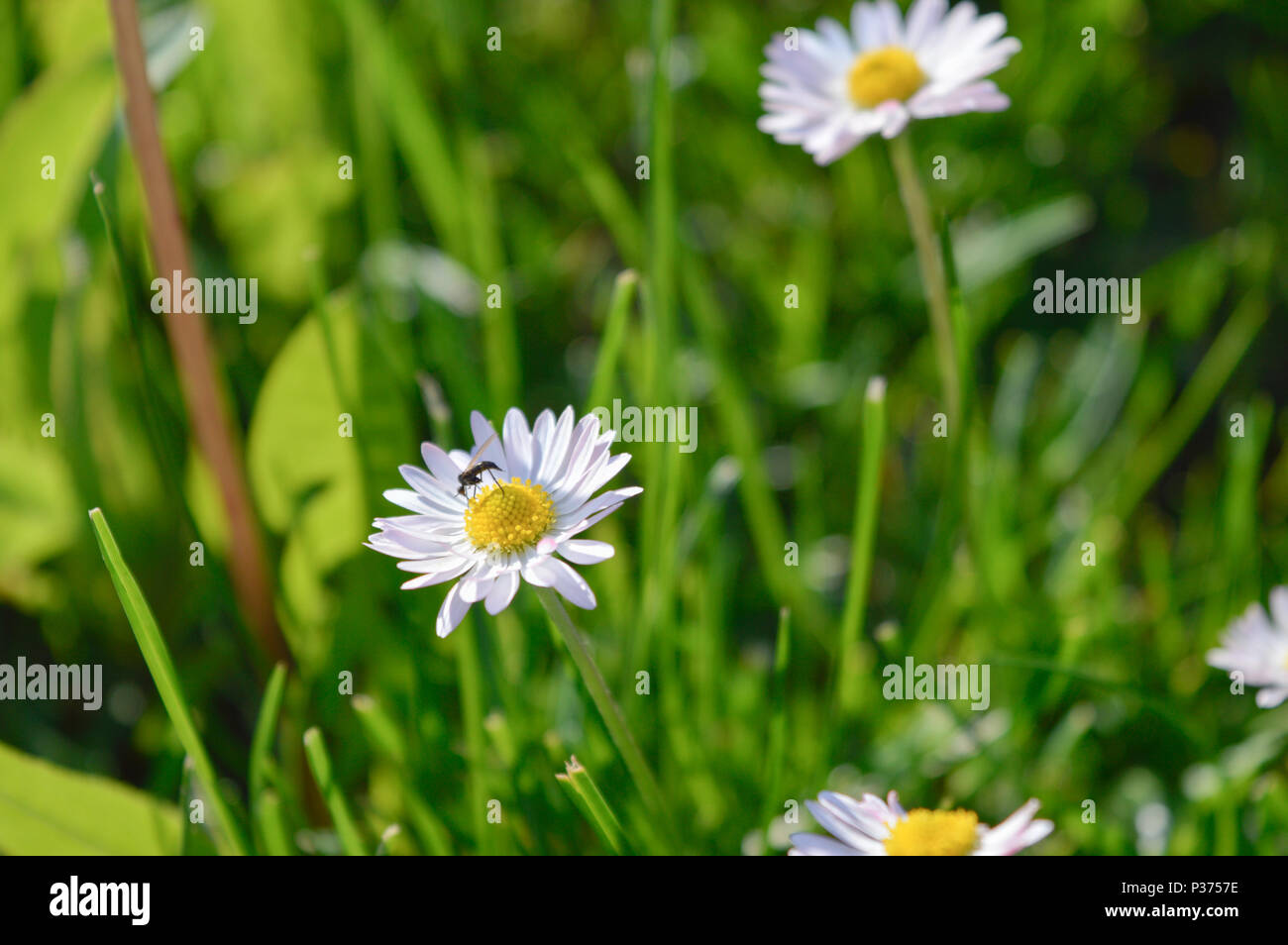 Botanic daisy hi-res stock photography and images - Alamy
