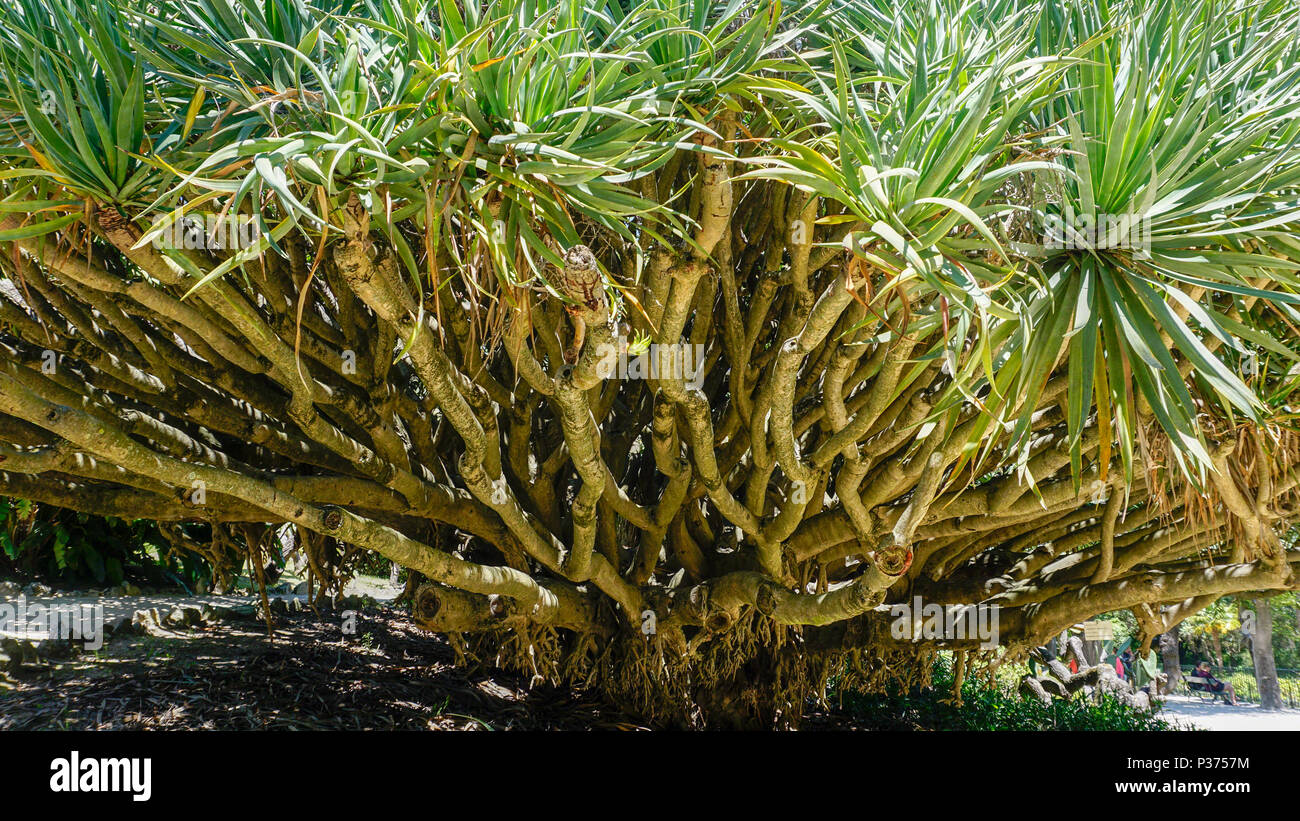 Madagascar dragon hi-res stock photography and images - Alamy