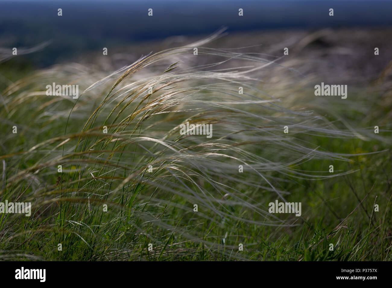 Feather grass chalk field in natural reserve in Ukraine Stock Photo - Alamy