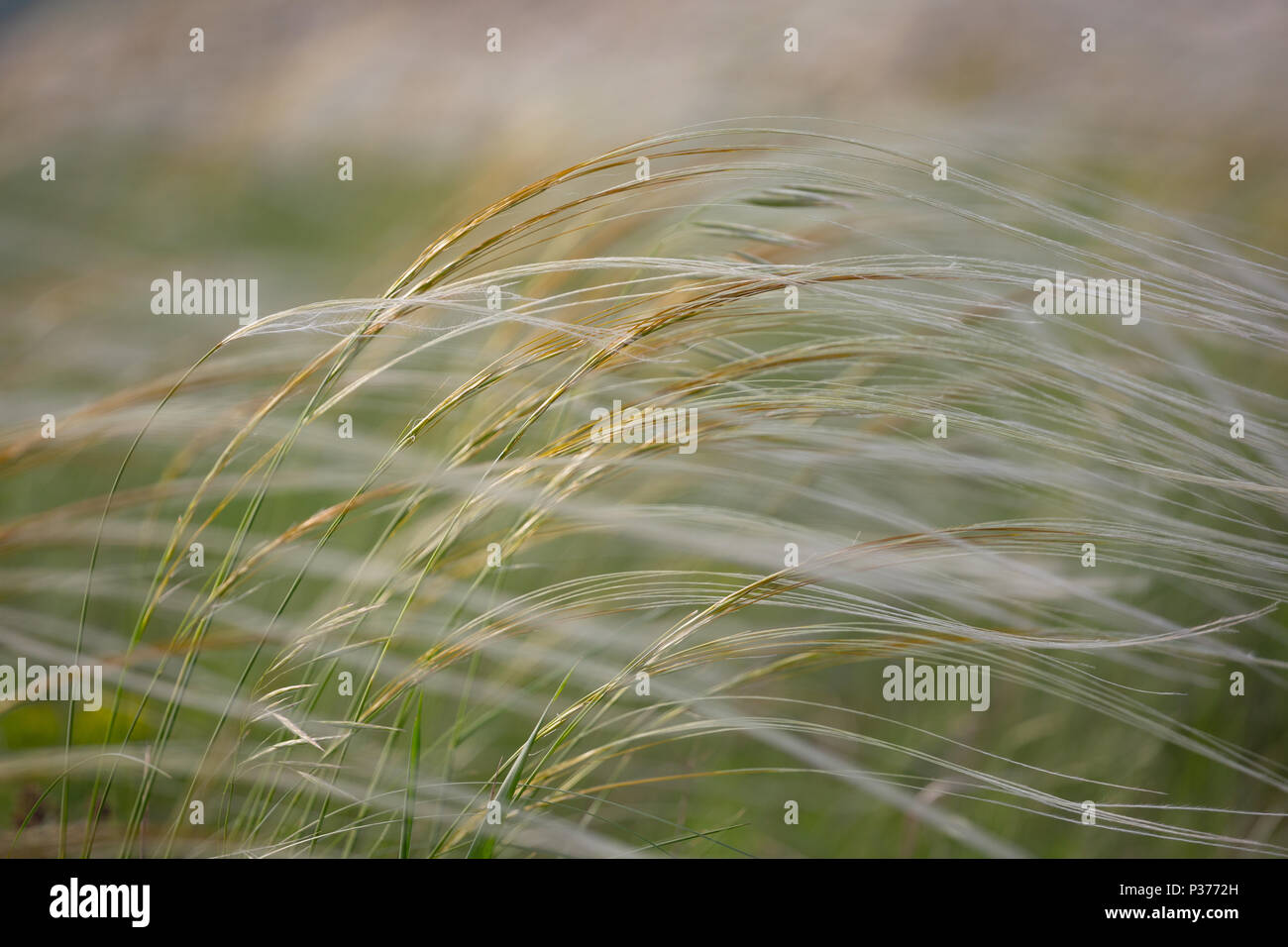 Feather grass chalk field in natural reserve in Ukraine Stock Photo - Alamy