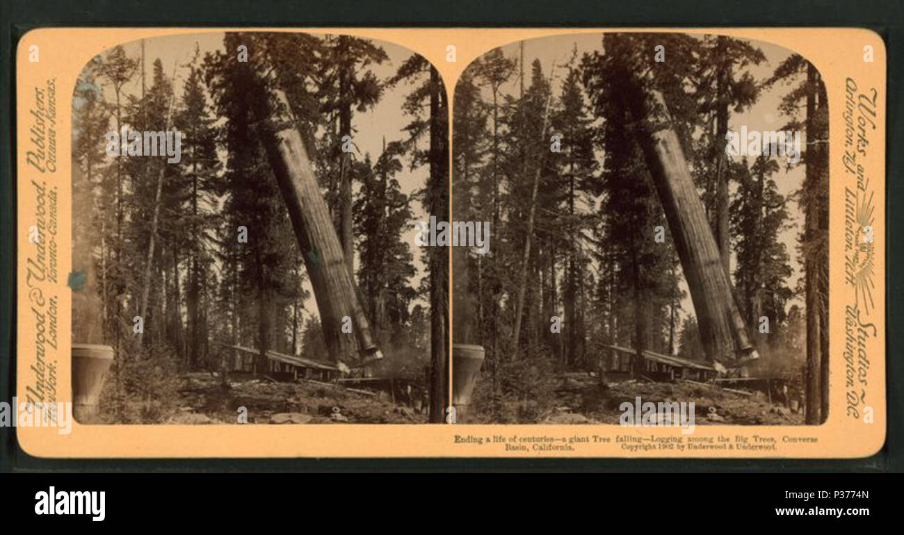 . Ending a life of centuries, a giant tree falling, logging among the ...