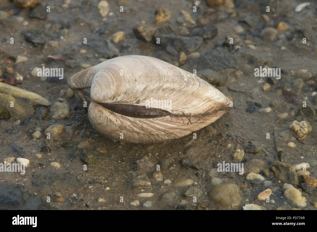 Bethany bach hi-res stock photography and images - Alamy