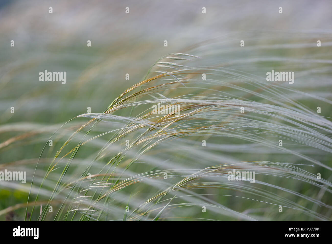 Feather grass chalk field in natural reserve in Ukraine Stock Photo - Alamy