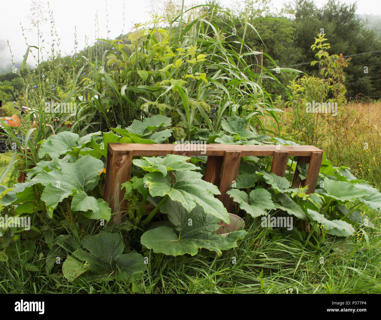Various vegetables grow in a compost pile Stock Photo - Alamy