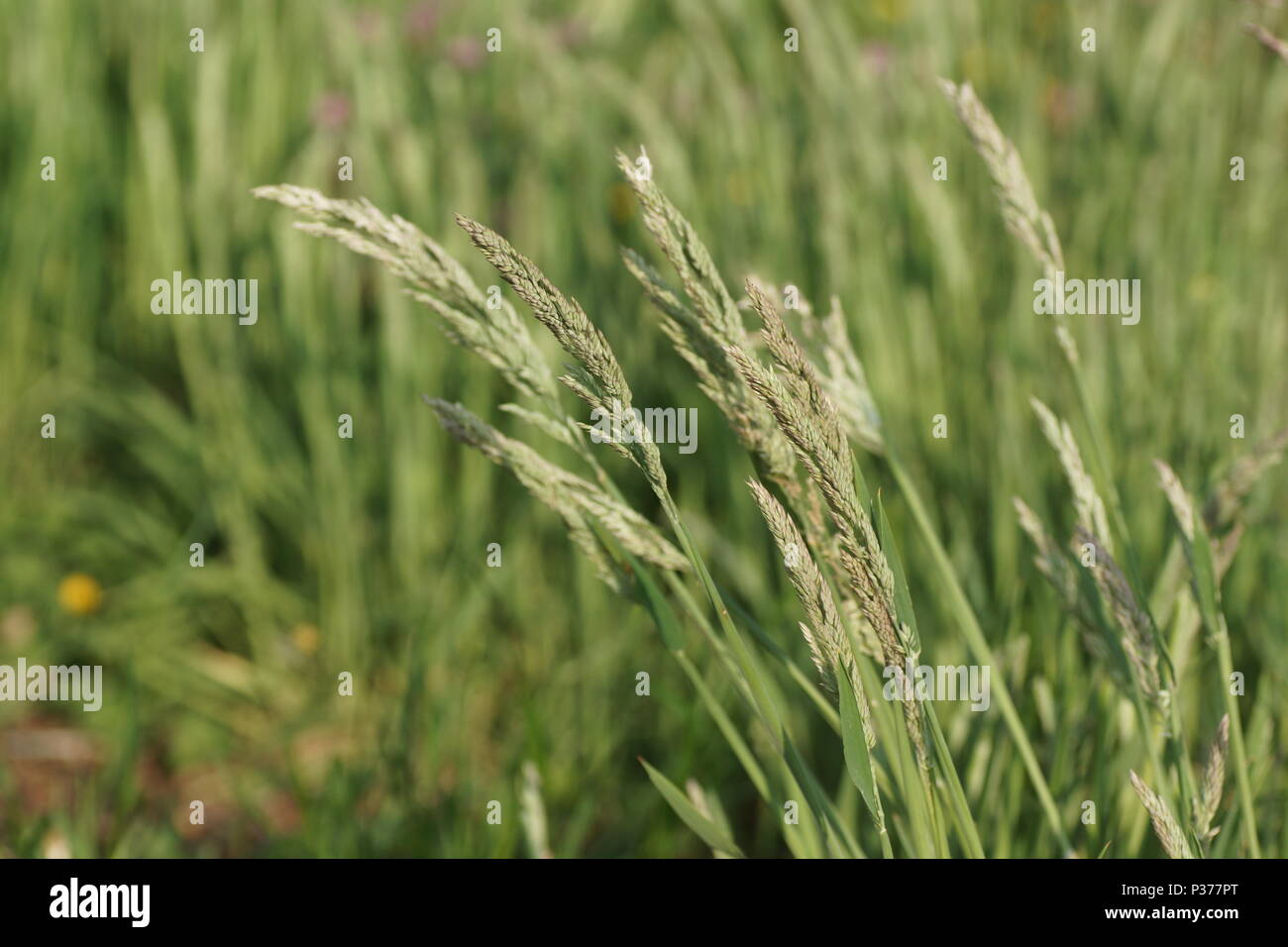 Holcus hi-res stock photography and images - Alamy