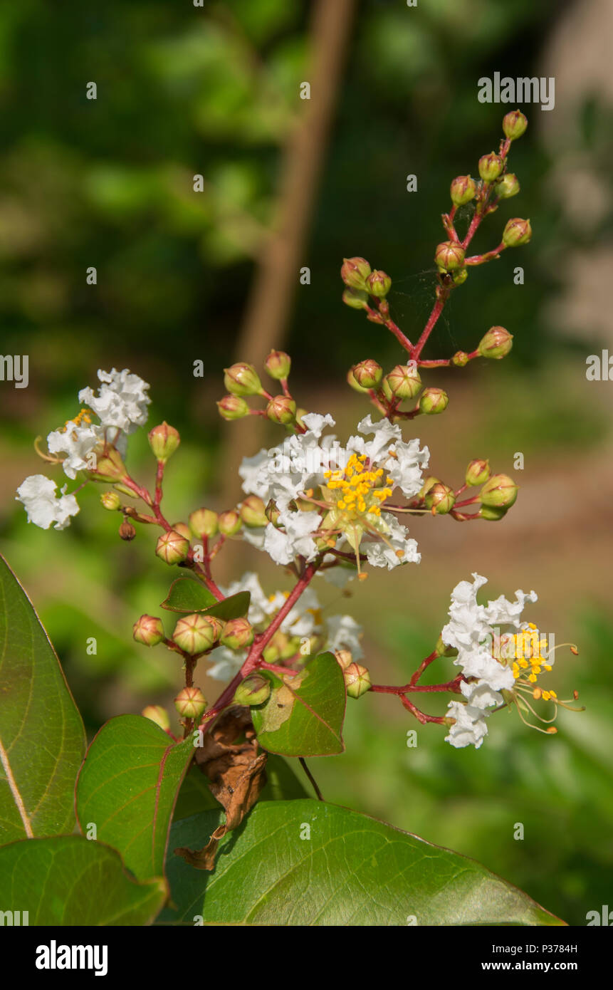 A Crepe Myrtle bush starts to bloom in a garden in eastern North ...