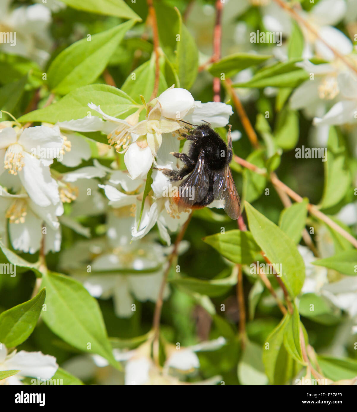Bee nature hi-res stock photography and images - Alamy